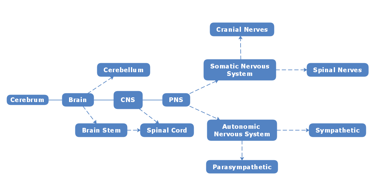 Nervous System Concept Map Simple Domini Hyacintha