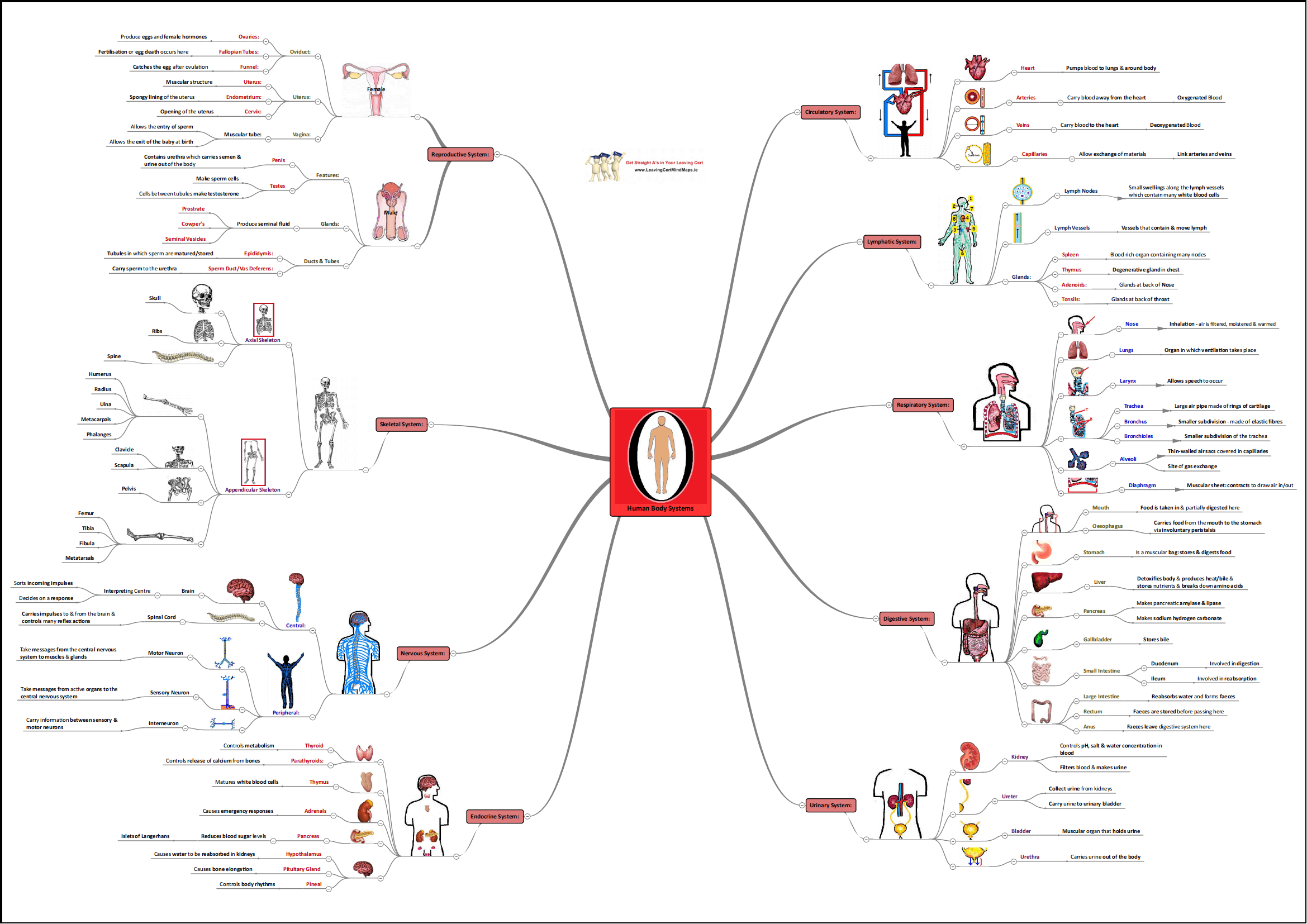 Systems Of Human Body Mind Map Edrawmind Gambaran Systems Of Human Body Mind Map Edrawmind Gambaran