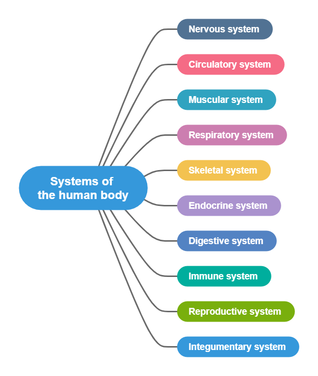 Body System Concept Map Template EdrawMind