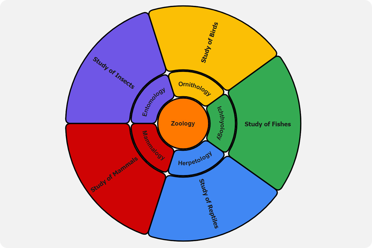 Radial Map Template Examples EdrawMind